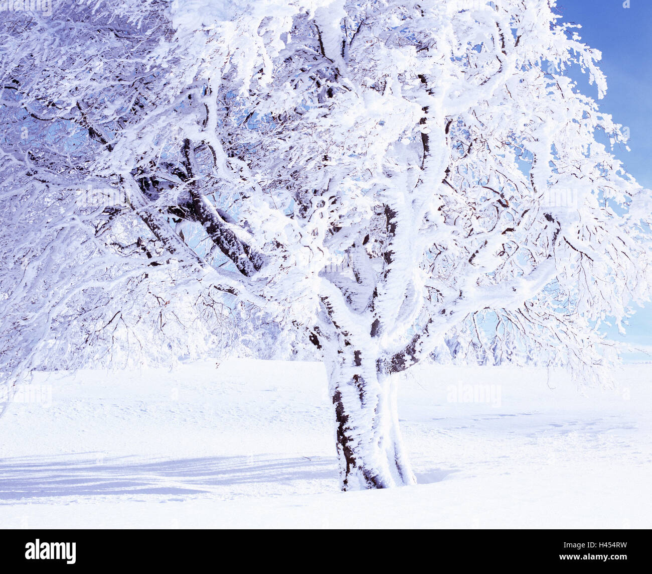 Copper beech, Fagus sylvatica, snow-covered, detail, leafless, Germany ...