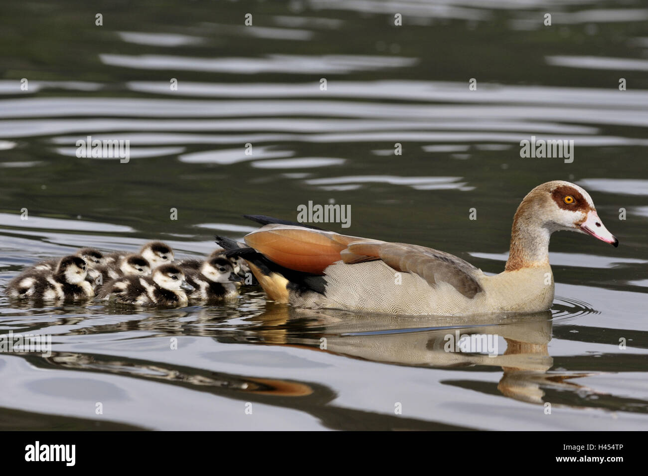 Nile goose with young animals, Alopochen aegyptiacus Stock Photo - Alamy