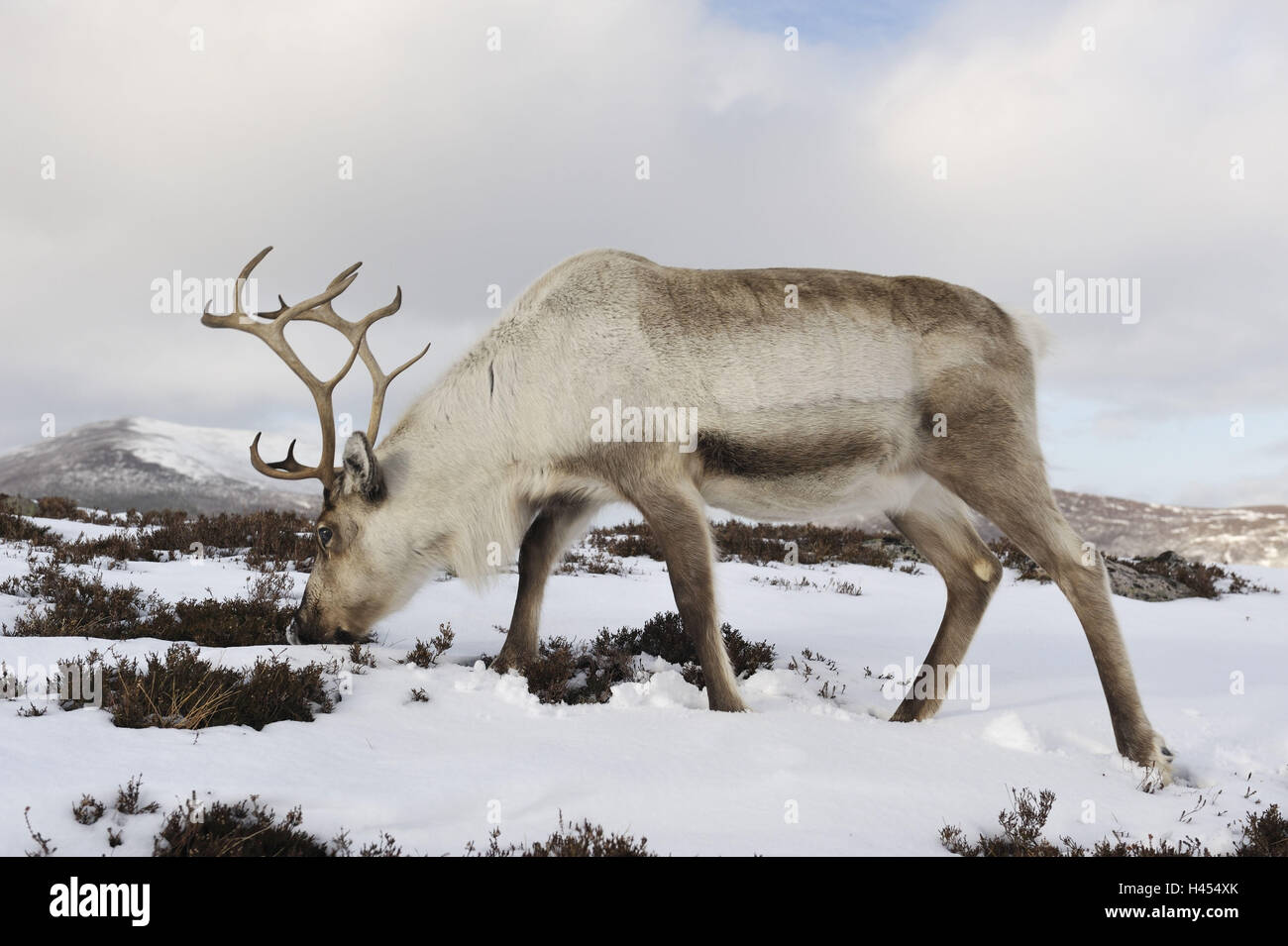 Reindeer, Rangifer tarandus Stock Photo - Alamy