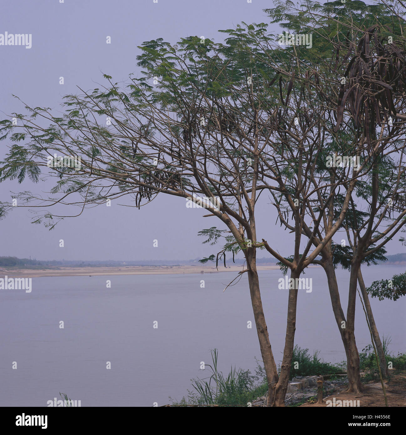 Laos, Vientiane, river Mekong, shore, trees, Asia, South-East Asia ...