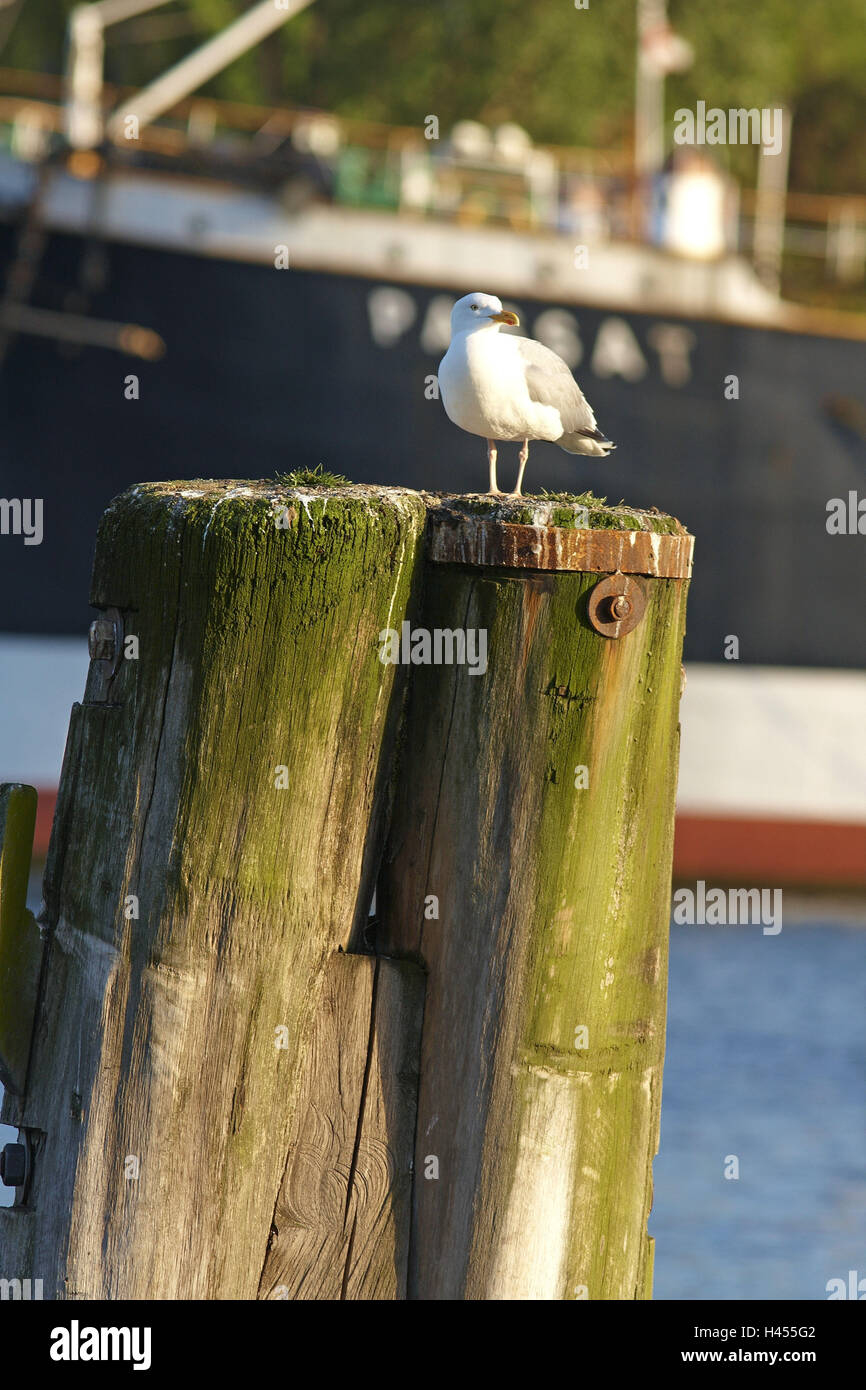 Germany, Schleswig - Holstein, Travemünde, gull, wooden pole, harbour ...