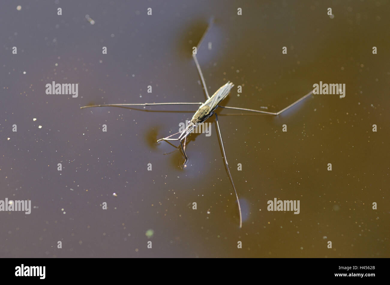 Close up water strider hi-res stock photography and images - Alamy