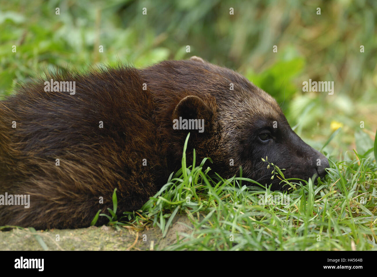 Wolverine gulo gulo hi-res stock photography and images - Alamy