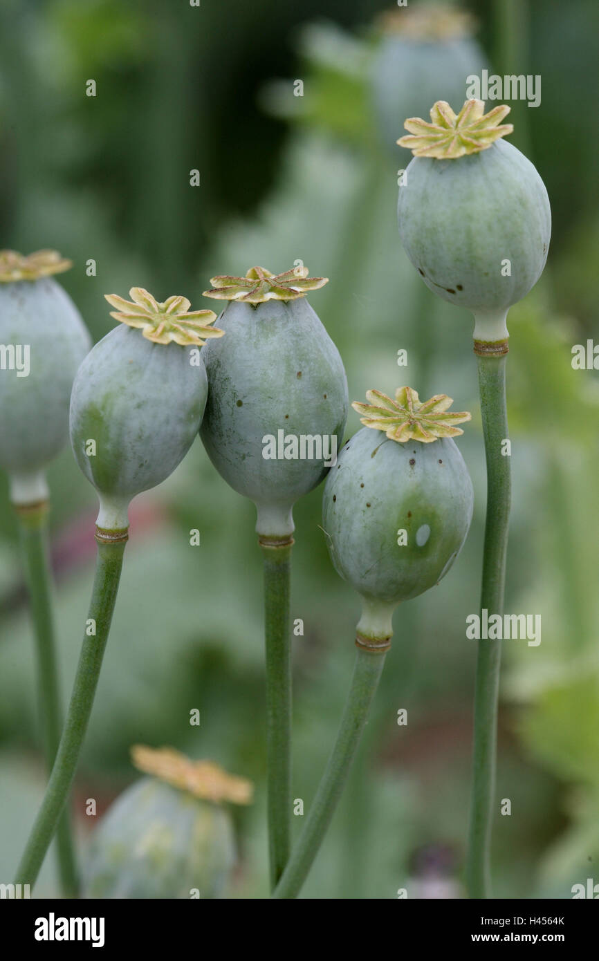 Poppy seed capsules hi-res stock photography and images - Alamy