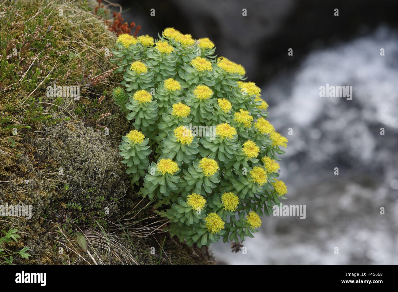 Aaron's rod Stock Photo - Alamy