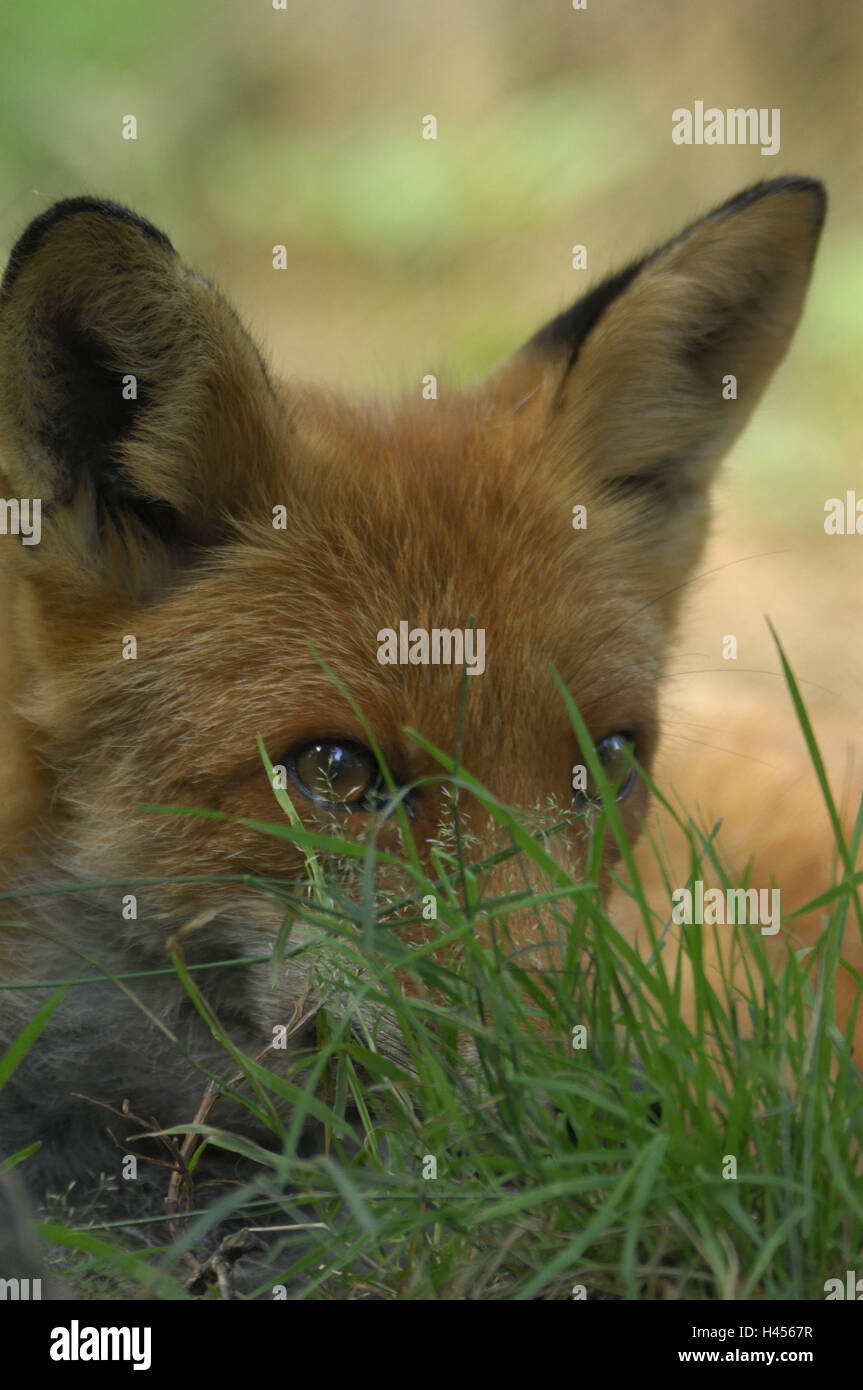 Red fox, Vulpes vulpes, portrait, Finland Stock Photo - Alamy