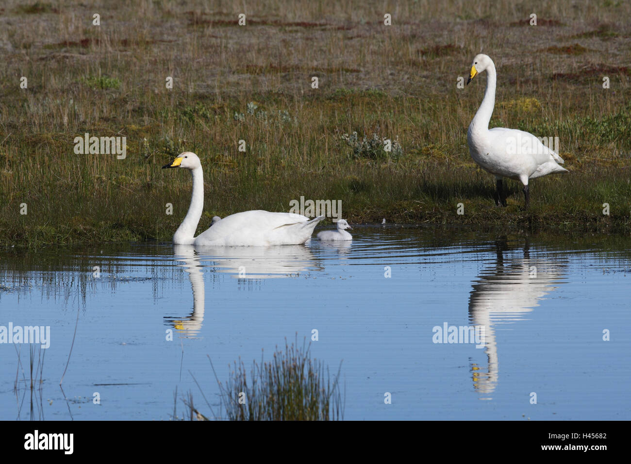 whooper swans, young animals, water Stock Photo - Alamy