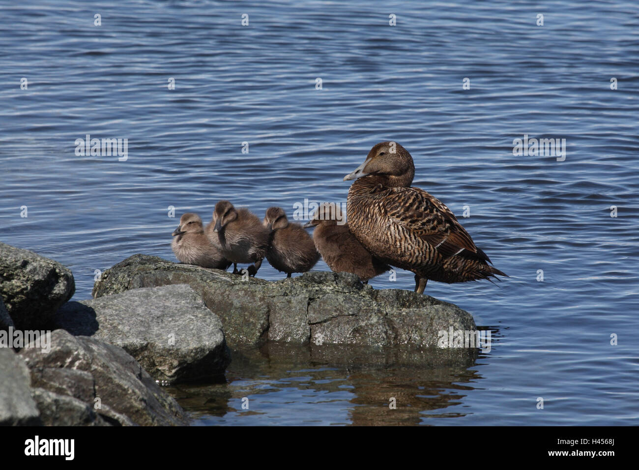 Eiders, young animals Stock Photo - Alamy