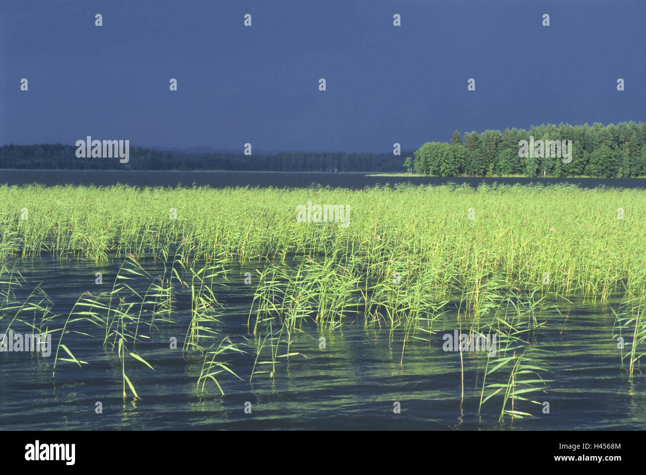Reed lakes hi-res stock photography and images - Alamy