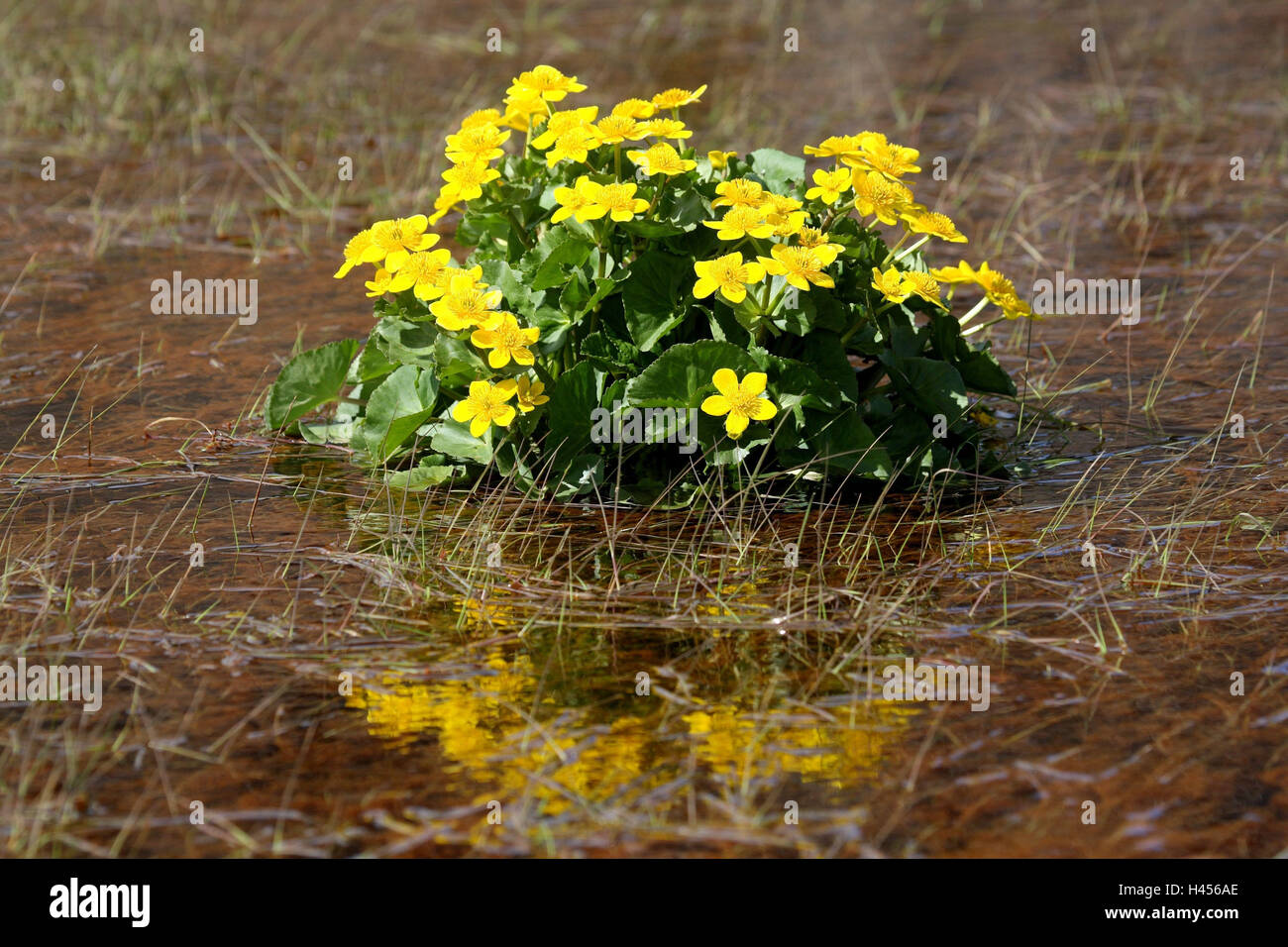 Water marigolds hi-res stock photography and images - Alamy