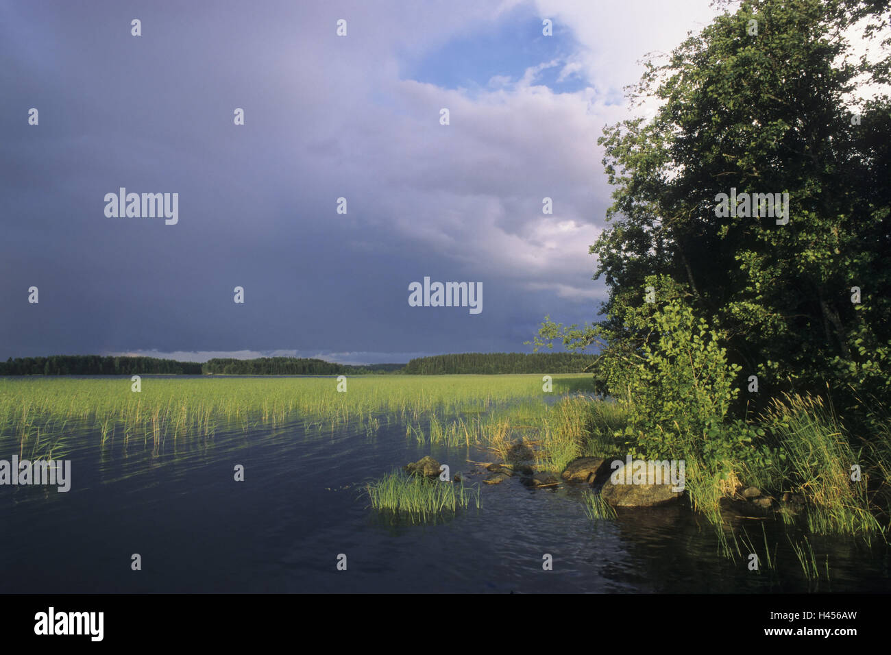 Finnish Lakeland, lakes, islands, forest, reed, stormy atmosphere ...