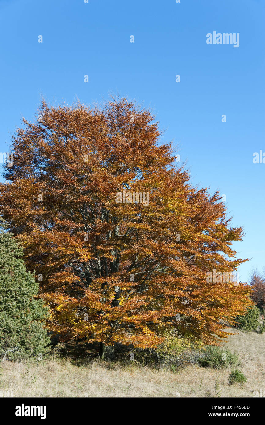 Autumn staining hi-res stock photography and images - Alamy