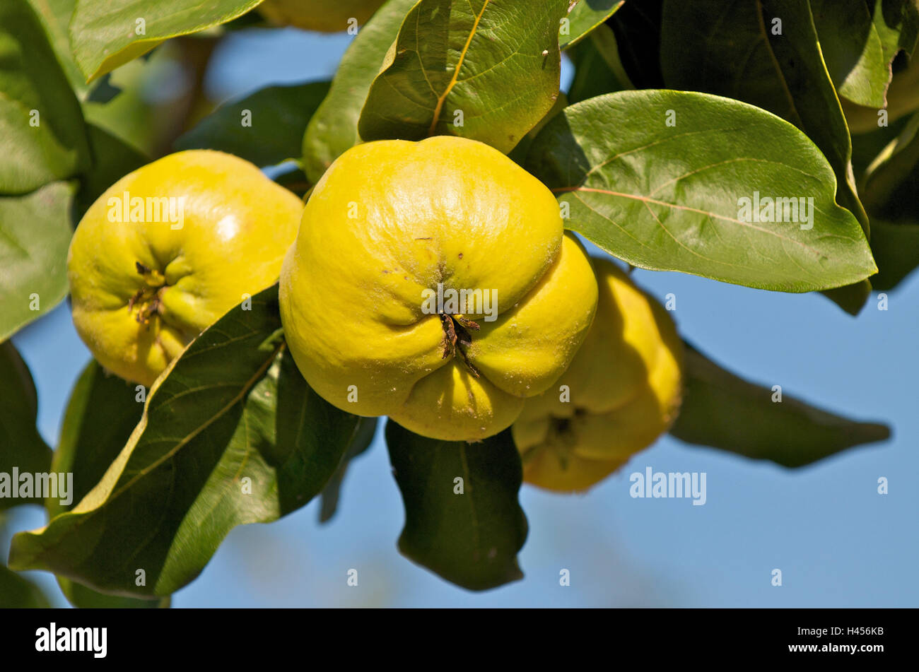 Quince tree, Cydonia oblonga, branch, fruits Stock Photo - Alamy