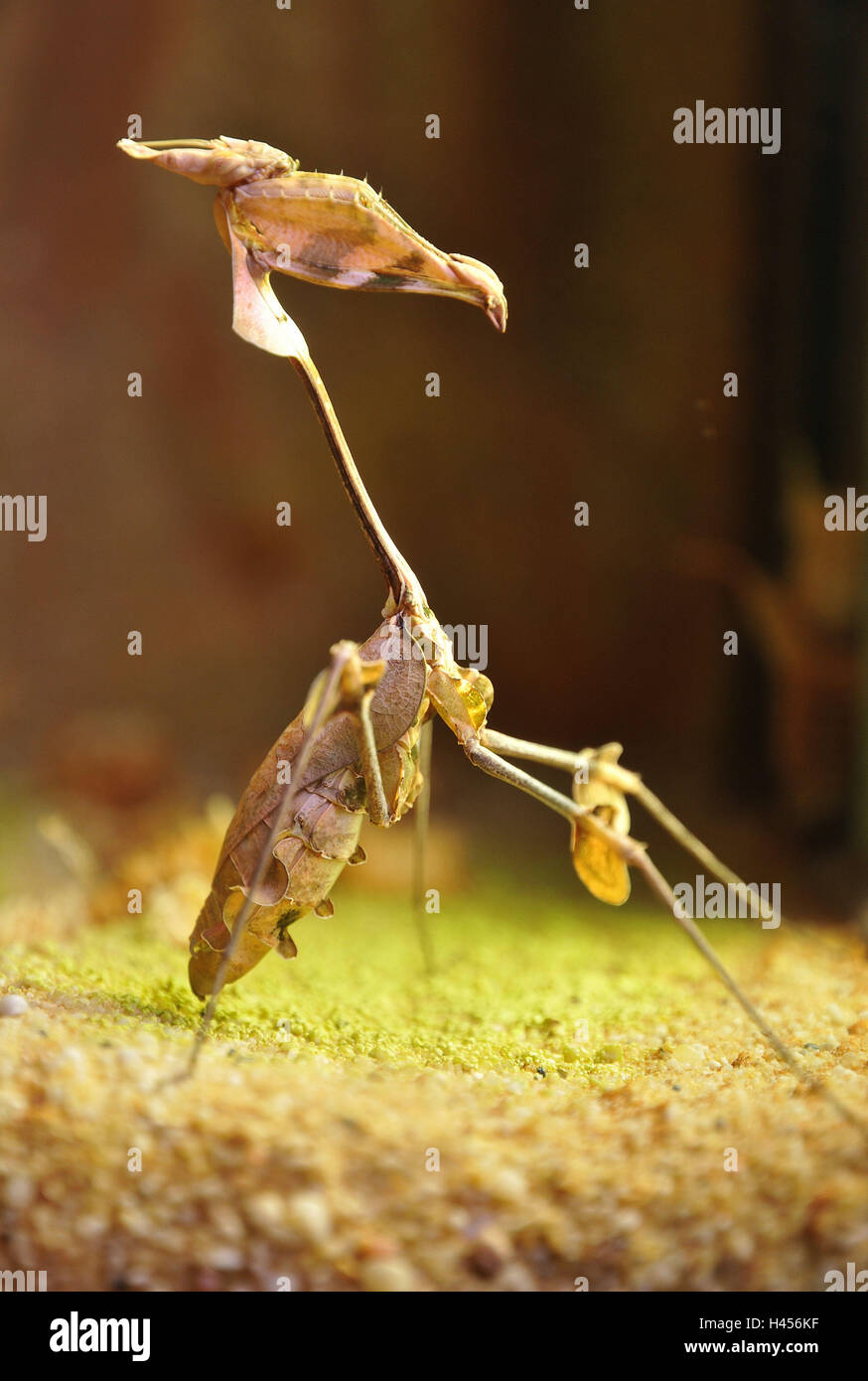 Mantis, 'wandering violin mantis', female, camouflage, hunt, attack ...