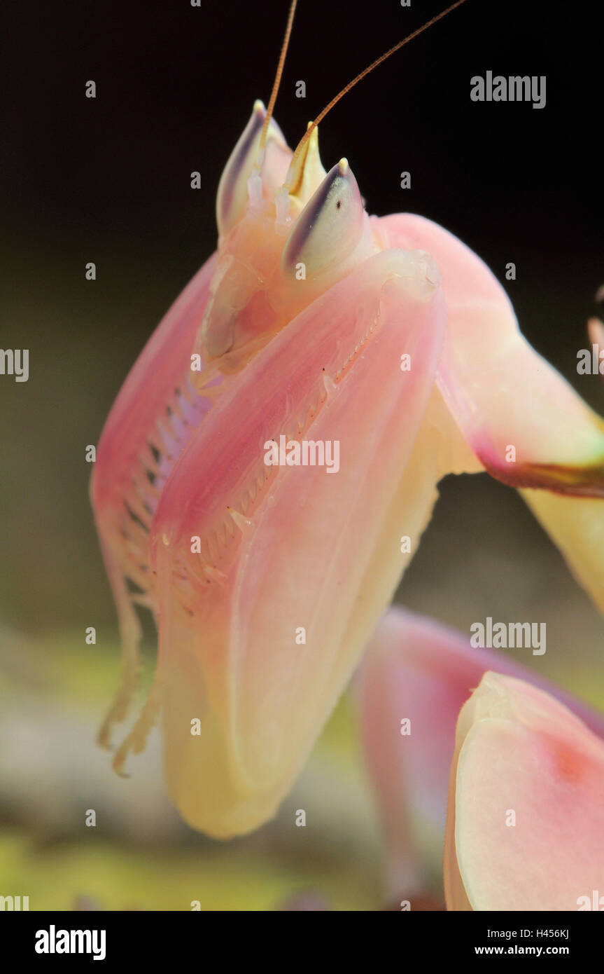 Praying mantis, orchid mantis, attack position, portrait, tentacles ...