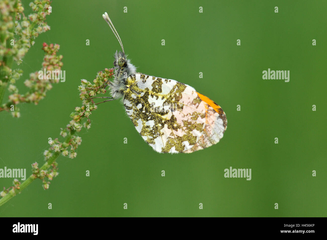 Butterfly position hi-res stock photography and images - Alamy