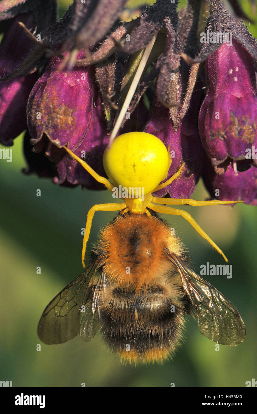 Goldenrod crab spider, yellow, female with prey, bumblebee, blossom ...