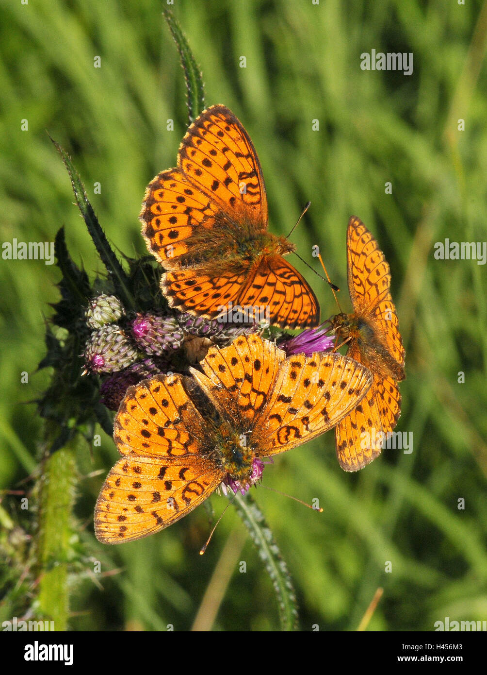 Lesser spotted fritillary hi-res stock photography and images - Alamy