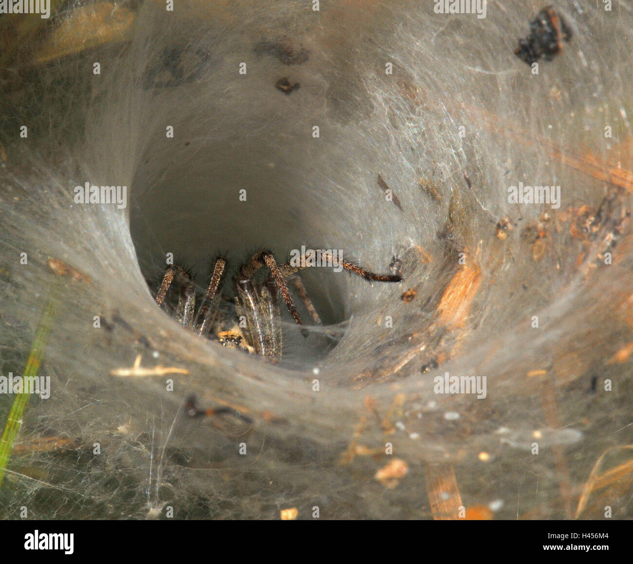 Agelena labyrinthica, funnel-web spider, den, spiderweb Stock Photo - Alamy