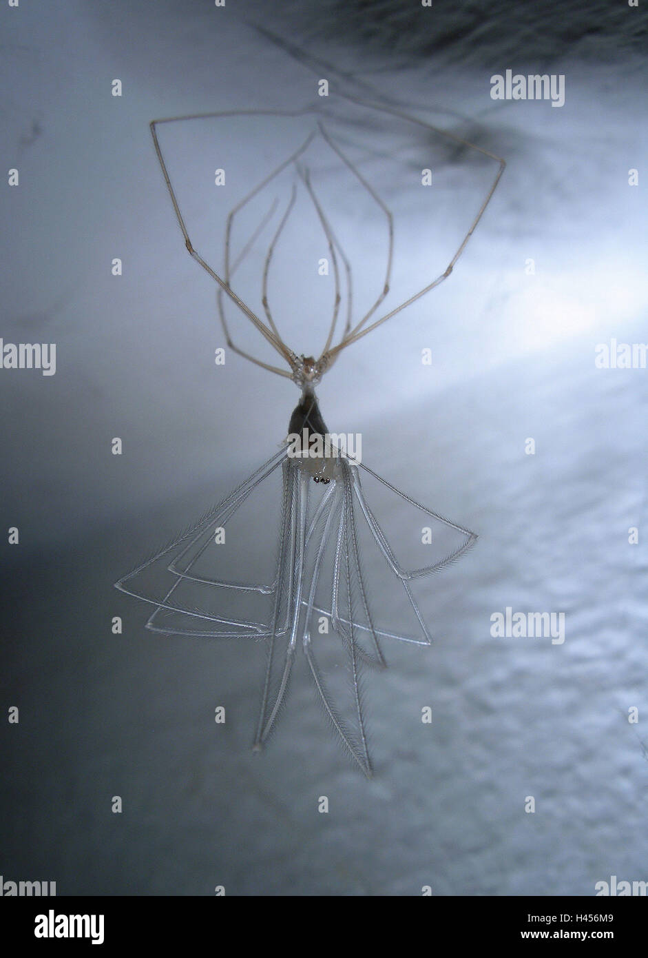 Molting insects hi-res stock photography and images - Alamy