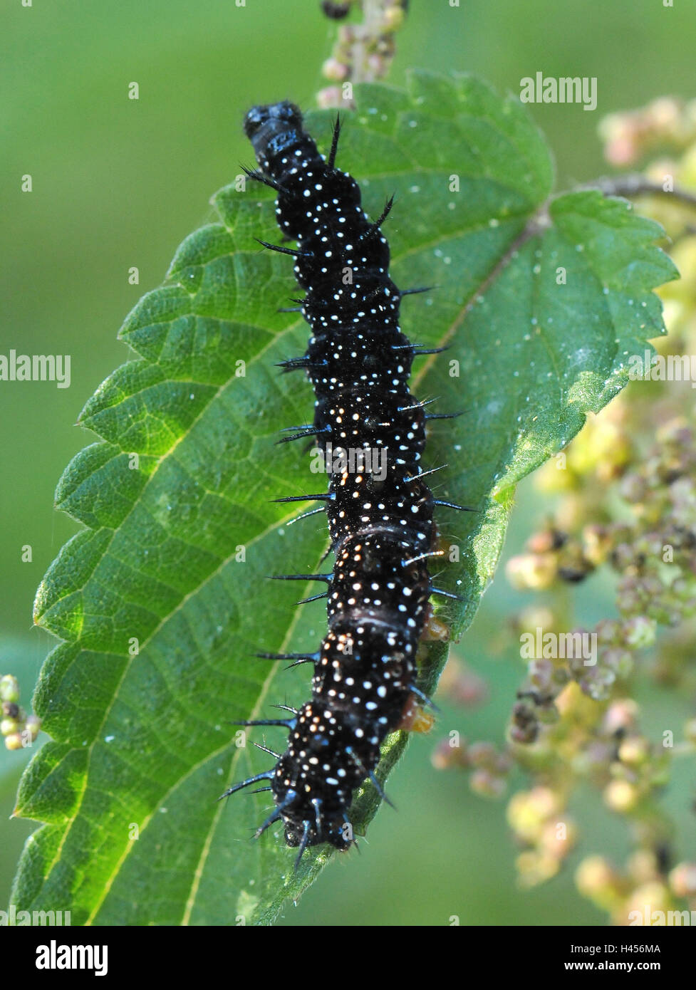 Caterpillar, peacock butterfly, stinging nettle Stock Photo - Alamy