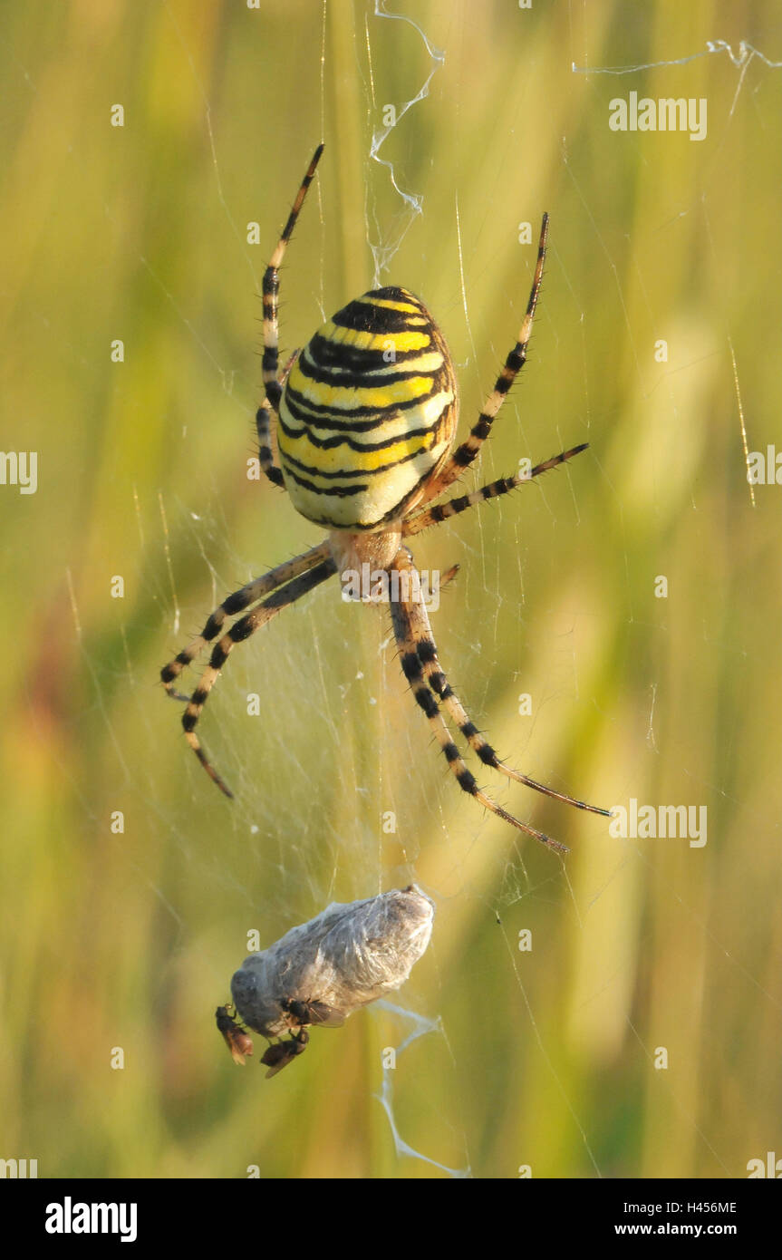Wasp's pin, zebra spider, silk cord pin, female, network with prey ...