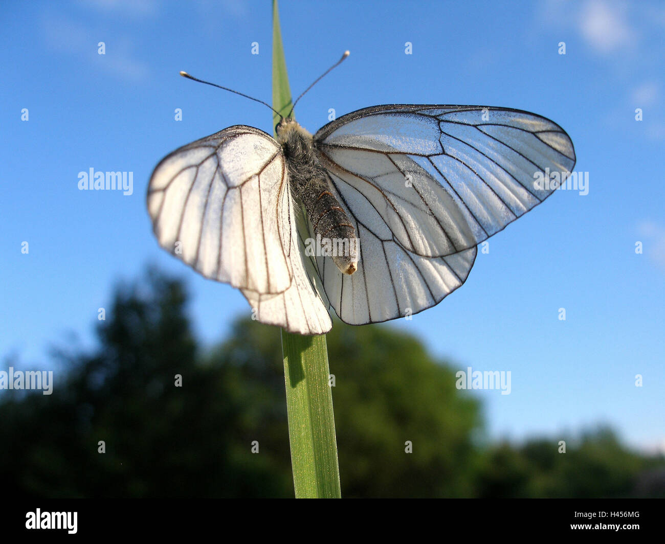 Baumweißling, blade grass, heaven Stock Photo - Alamy