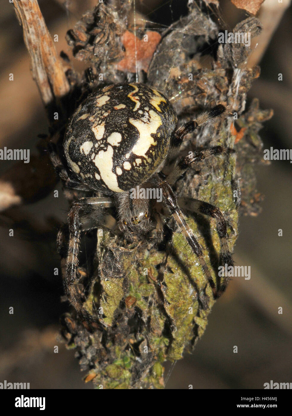 4 blotch garden spider, spinning thread, stinging nettle Stock Photo ...