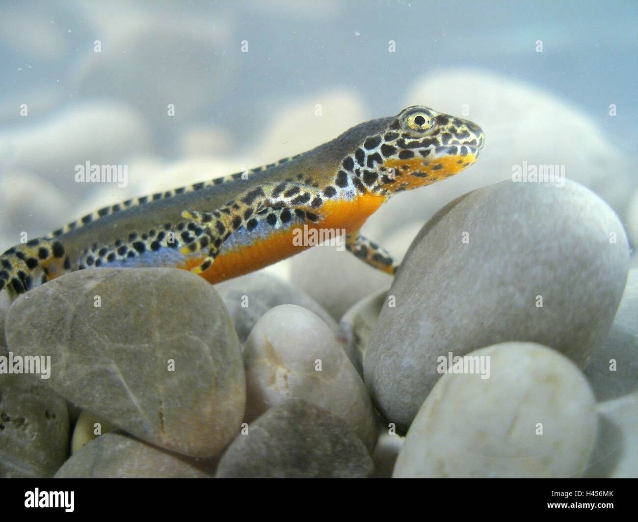 Mountain salamander, side view, little men Stock Photo - Alamy