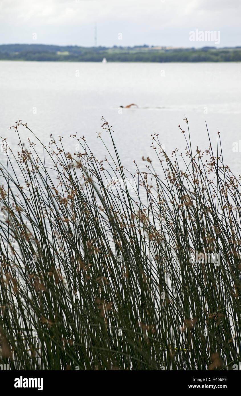Lake, float, shore, reed Stock Photo - Alamy
