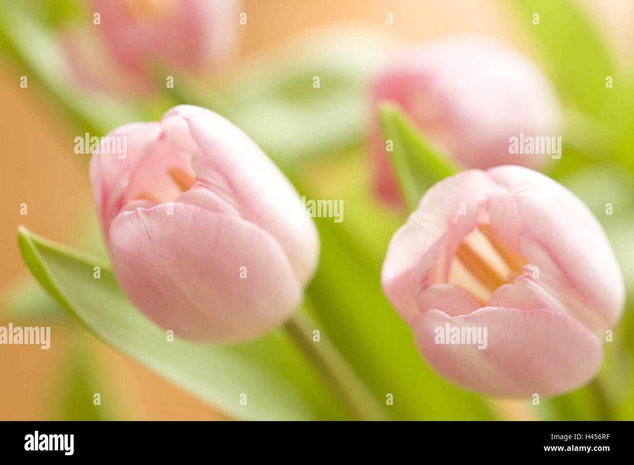 Tulips, pink, back light Stock Photo - Alamy