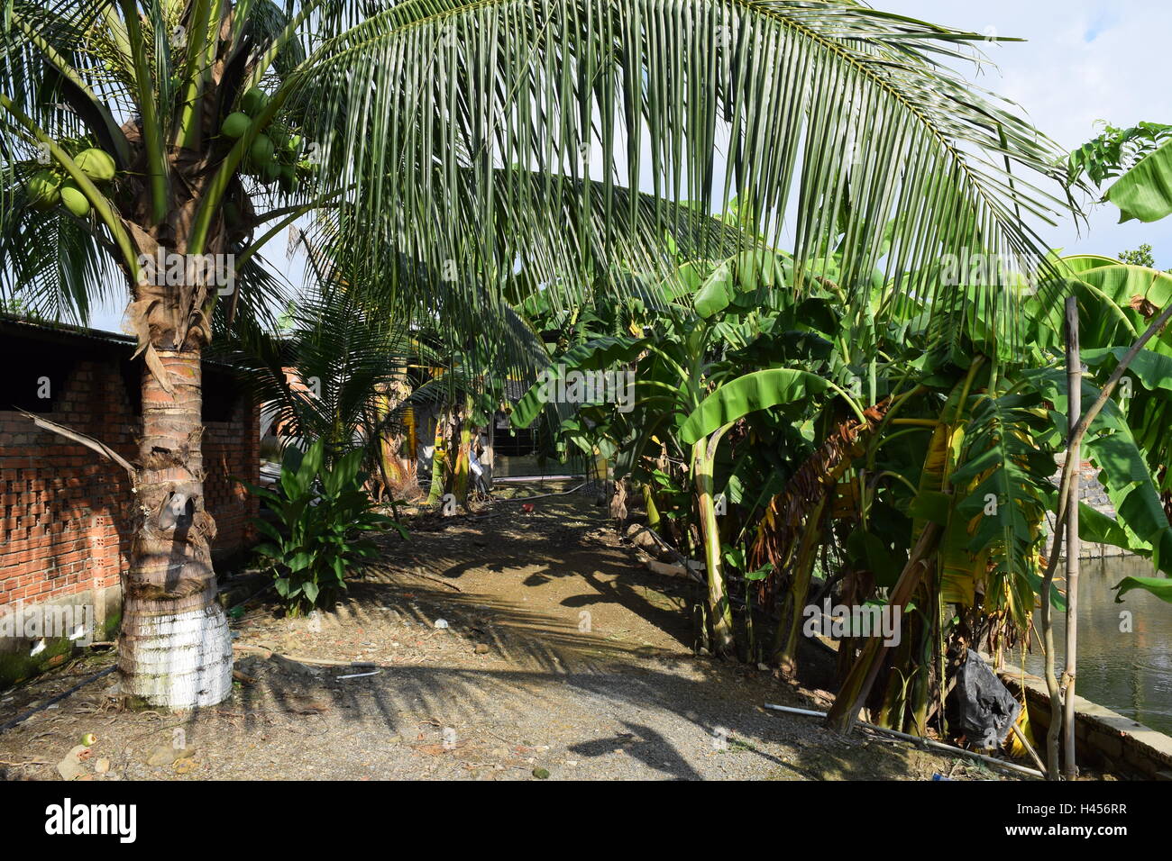 coconut leaf cover the soil pathway in countryside Stock Photo - Alamy