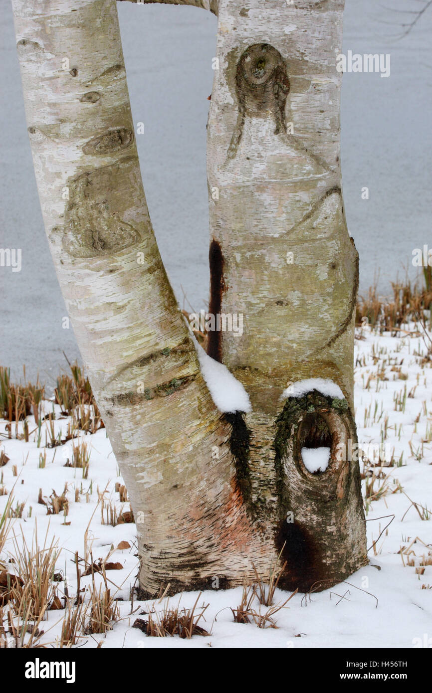 Detail of birch tree trunks hi-res stock photography and images - Alamy