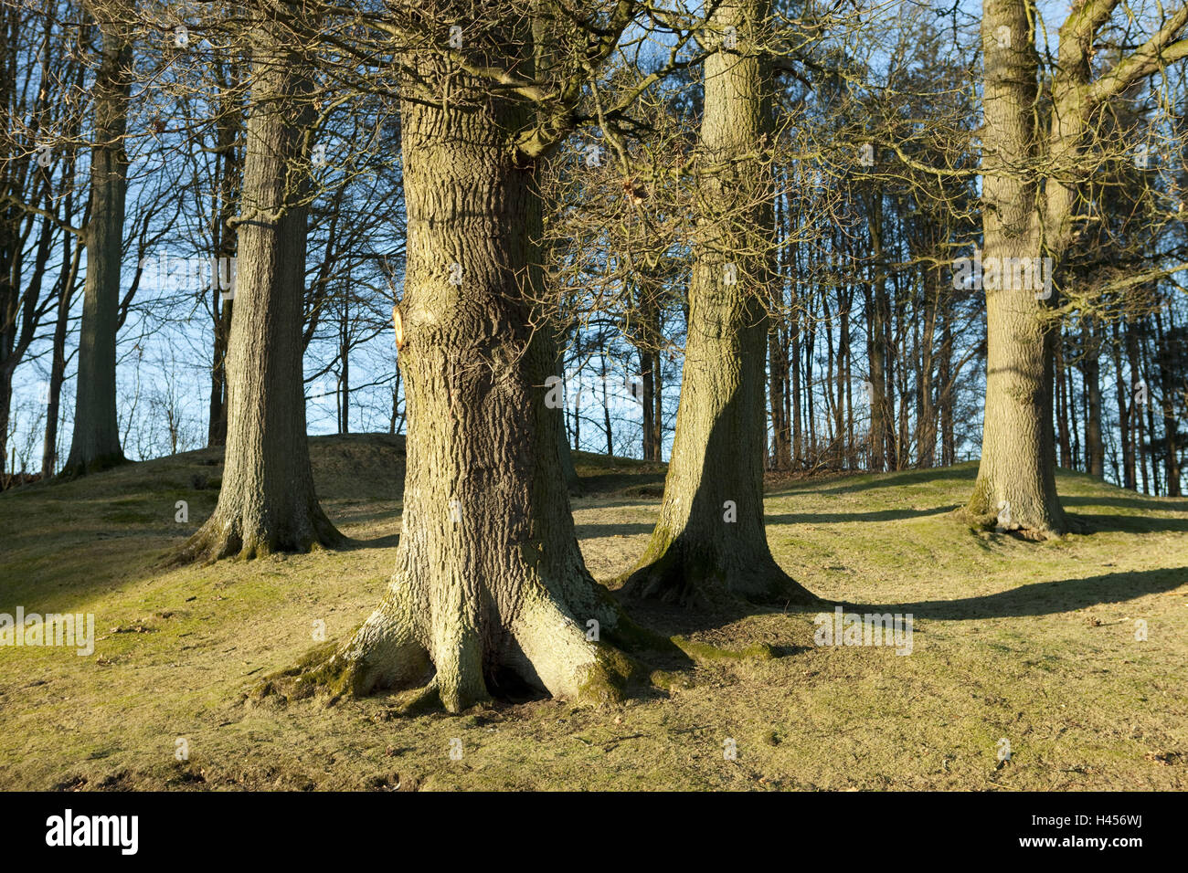 Scotland forest perth hi-res stock photography and images - Alamy