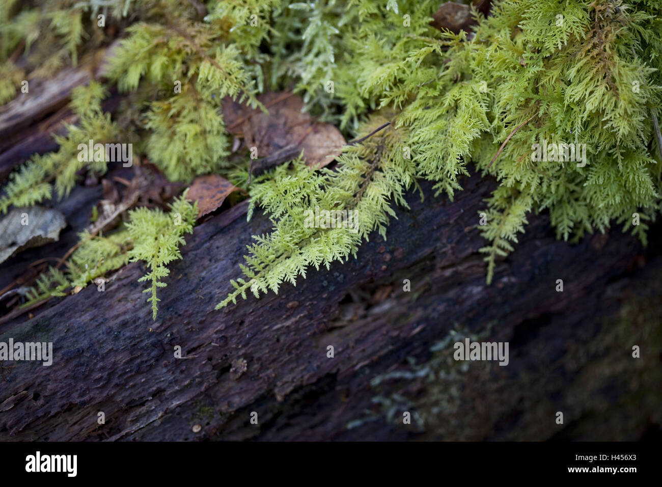 Trunk, moss, medium close-up Stock Photo - Alamy