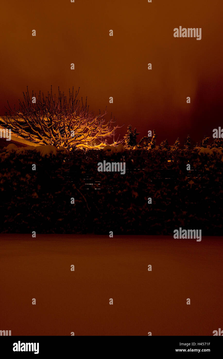 Tree at night photography hi-res stock photography and images - Alamy