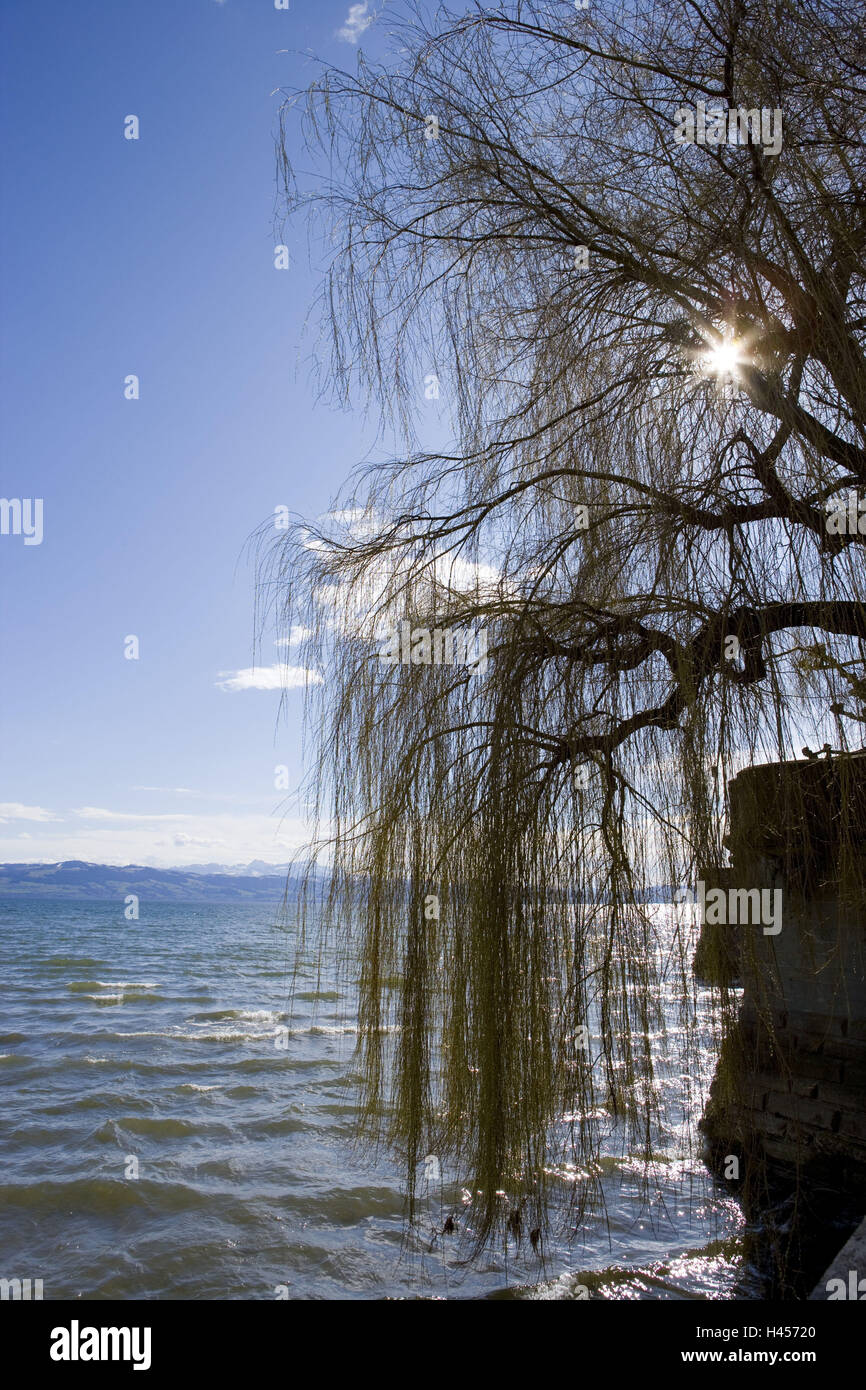 Hair-drier attack, weeping willow, Lake Constance, long-bad, Baden ...