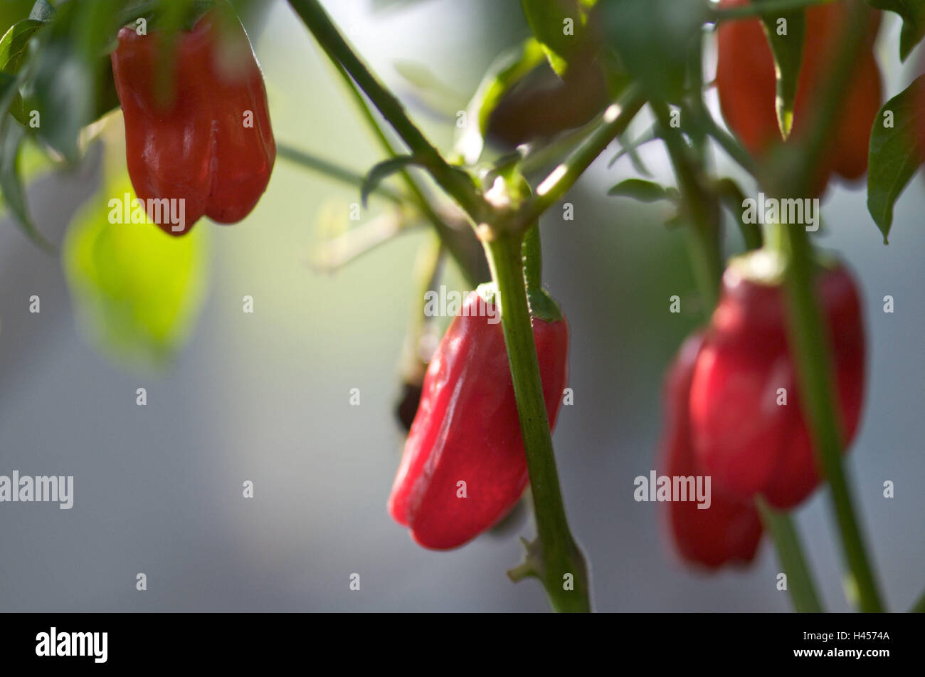 Shrub, chili peppers, ripe, Chilli, pods, red, hang, spices, sharpness ...