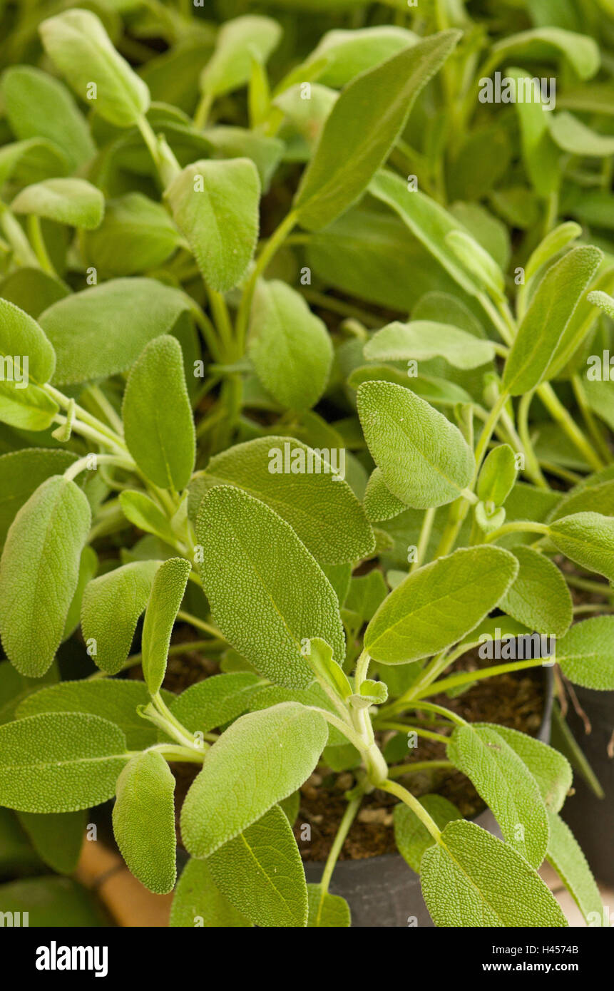 Sage, medium close-up, sage plants, plants, garden, herb garden, green ...