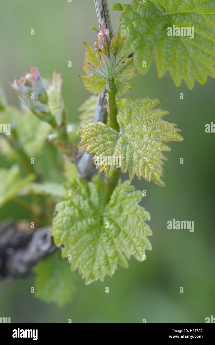 Vine, close up Stock Photo - Alamy