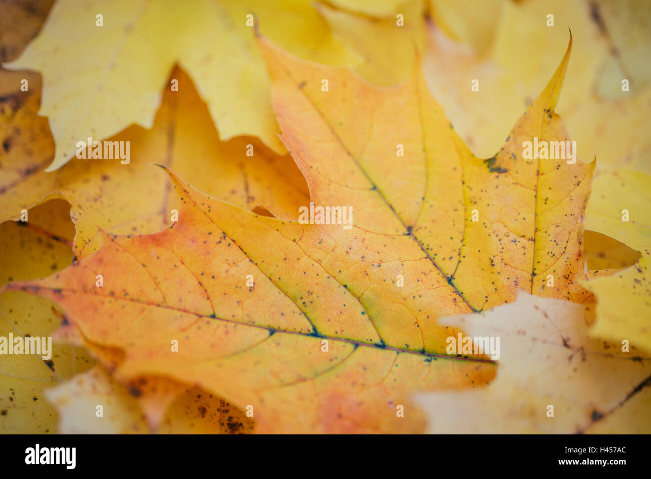 Beautiful season maple leaves fallen hi-res stock photography and ...