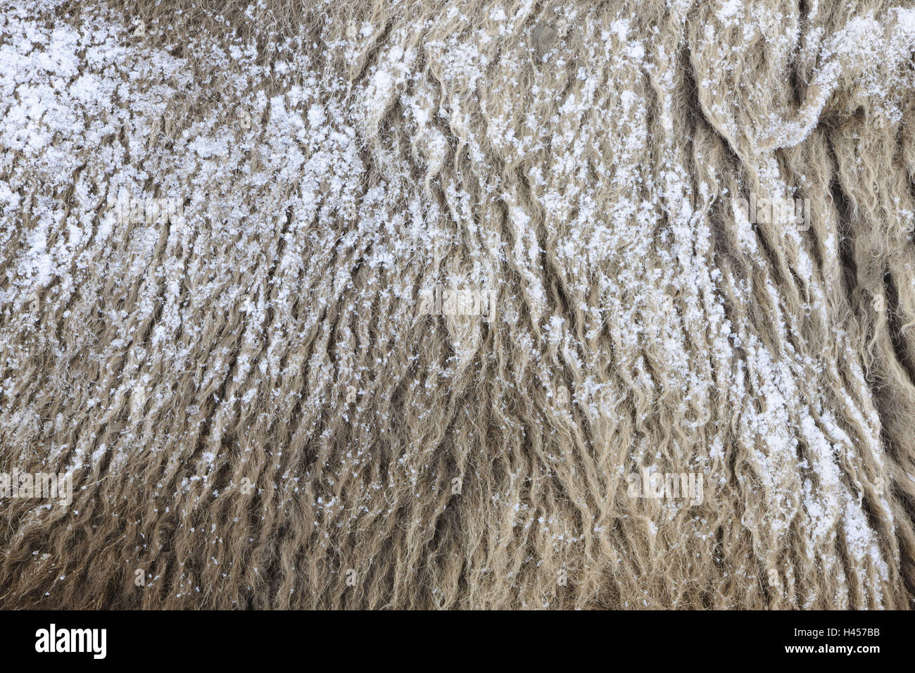 Close up of bison hi-res stock photography and images - Alamy
