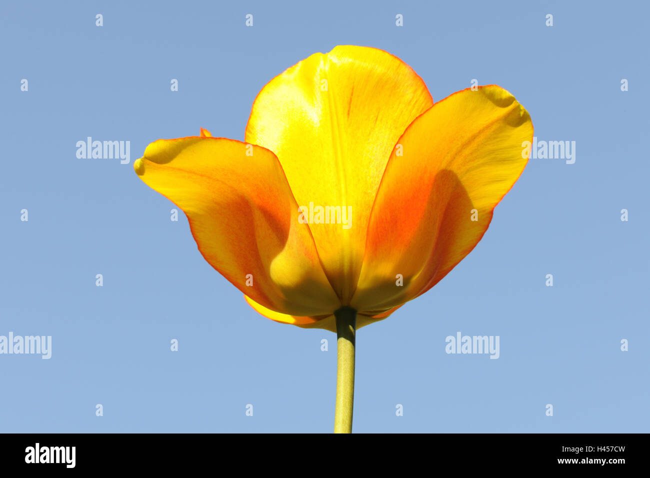 Tulip detail flowers hi-res stock photography and images - Alamy