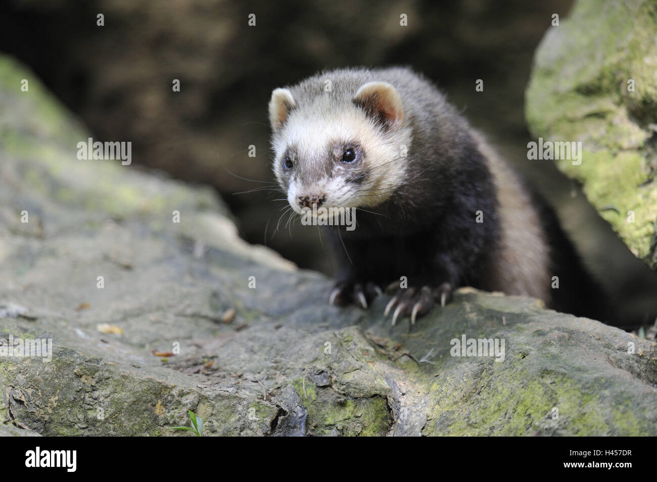 Ferrets, Mustela putorius furo Stock Photo - Alamy