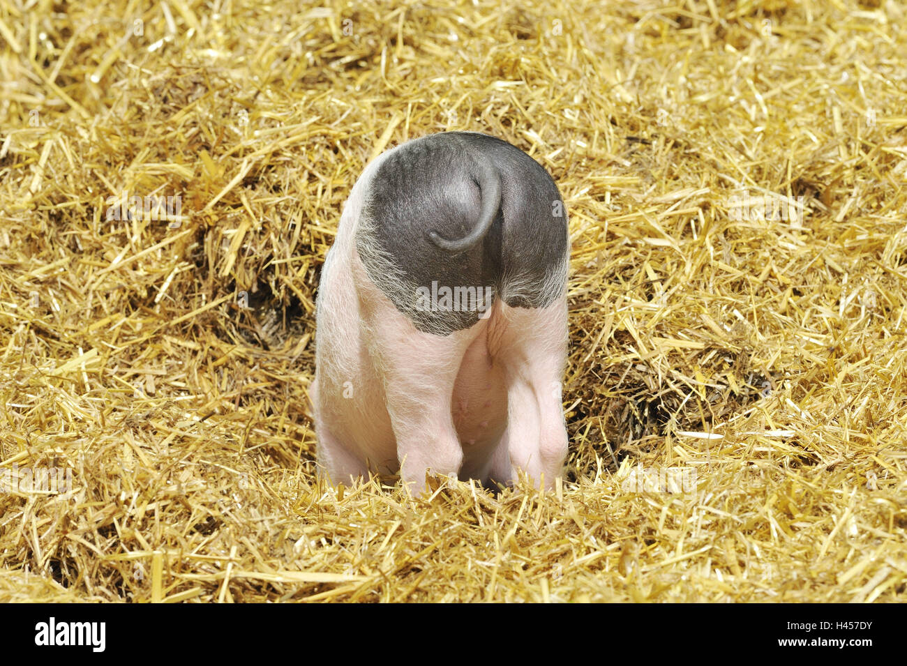 Pig piglet hi-res stock photography and images - Alamy