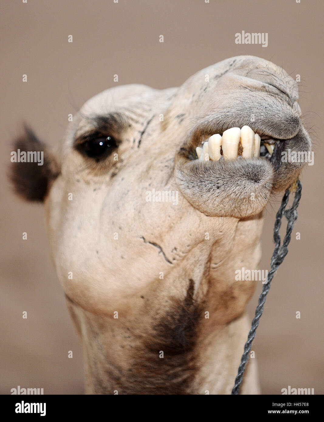 Camel pack animal hi-res stock photography and images - Alamy