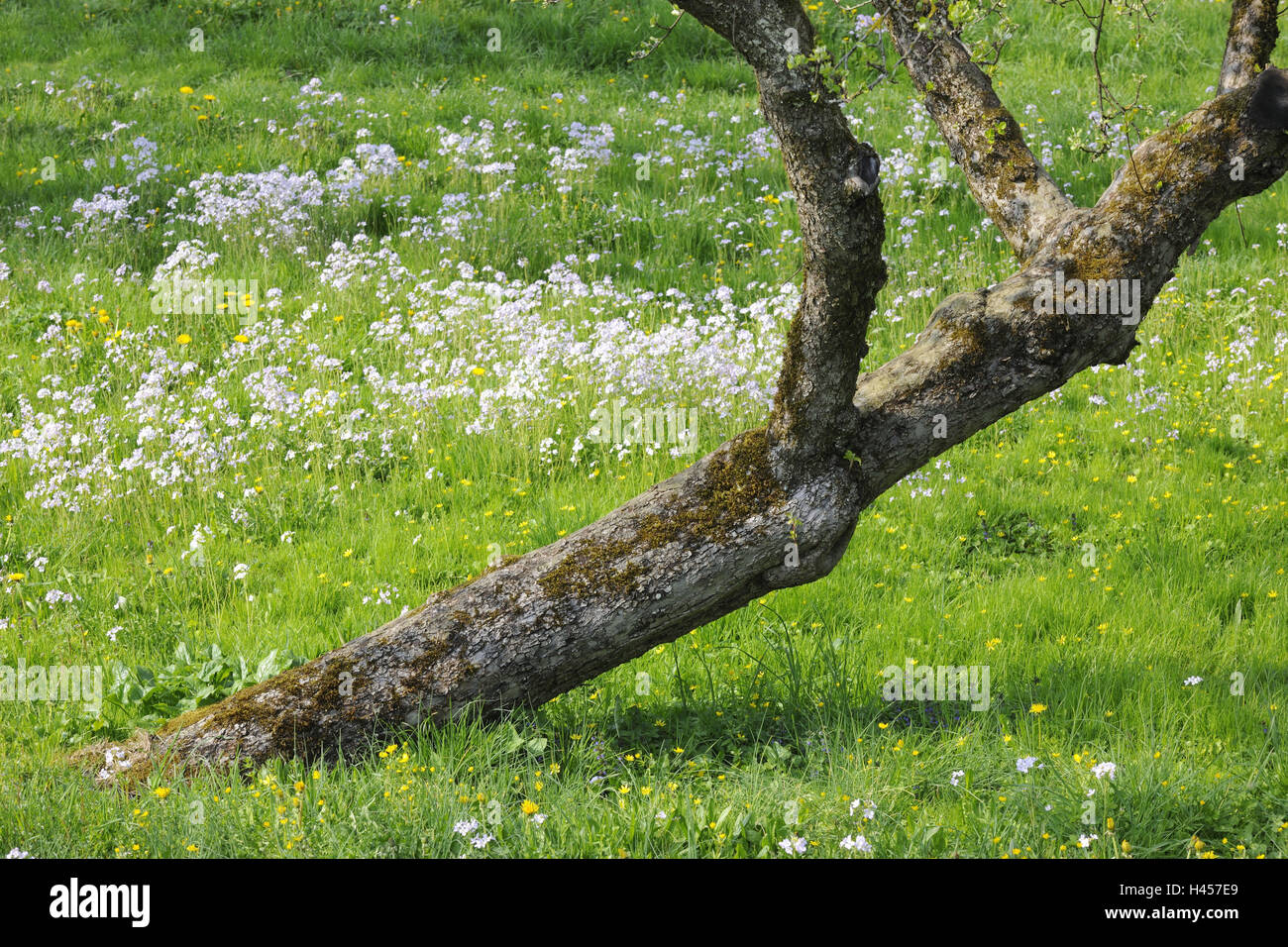 Old apple tree natural hi-res stock photography and images - Alamy