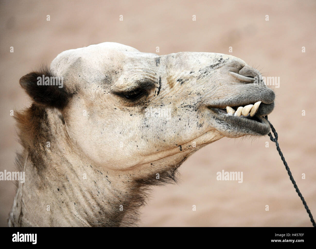 Camel, desert, portrait Stock Photo - Alamy