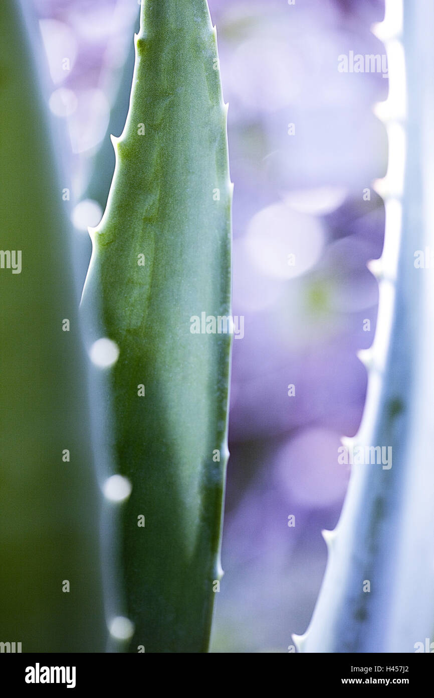 Genus aloe hi-res stock photography and images - Alamy