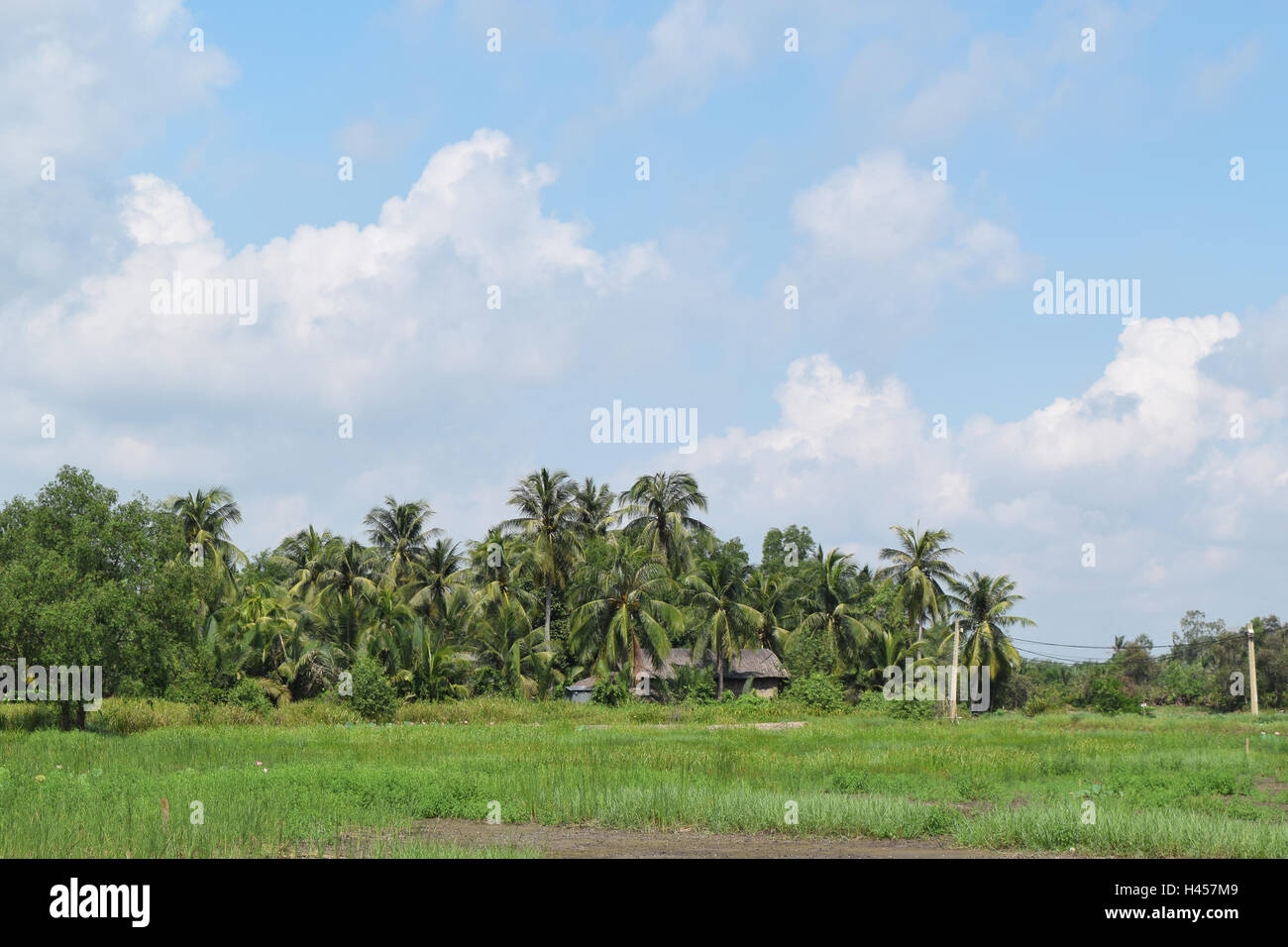 countryside house and village with meadow and coconut tree Stock Photo ...